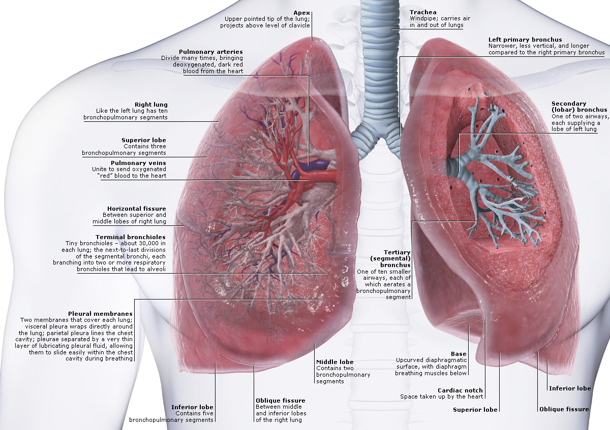 Lungs Anatomy Faculty Of Medicine