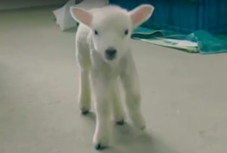 #Scientists Successfully Grow Sheep In Artificial Womb… « maismaismedicina