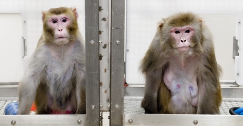 New monkey study suggests caloric restriction does promote longevity ...