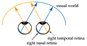 Basic Visual Pathways | Faculty of Medicine