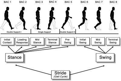 Abnormal Gaits | Faculty of Medicine