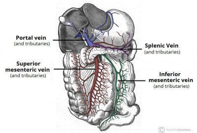 Portosystemic Anastomoses And Portal Hypertension | Faculty of Medicine