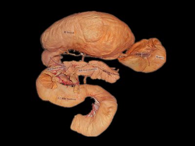 Plastic Realistic: Medical Students To Use Plastinated Human Bodies For ...