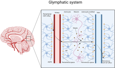 The Glymphatic System and Neurodegeneration: A Hidden Anatomical ...